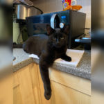 Mom Recognizes Missing Cat Barnaby While Hearing Meows Over Phone