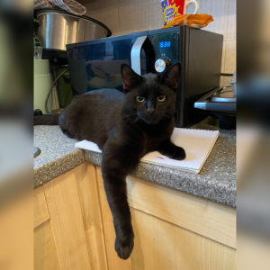 Mom Recognizes Missing Cat Barnaby While Hearing Meows Over Phone