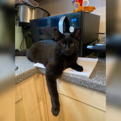 Mom Recognizes Missing Cat Barnaby While Hearing Meows Over Phone