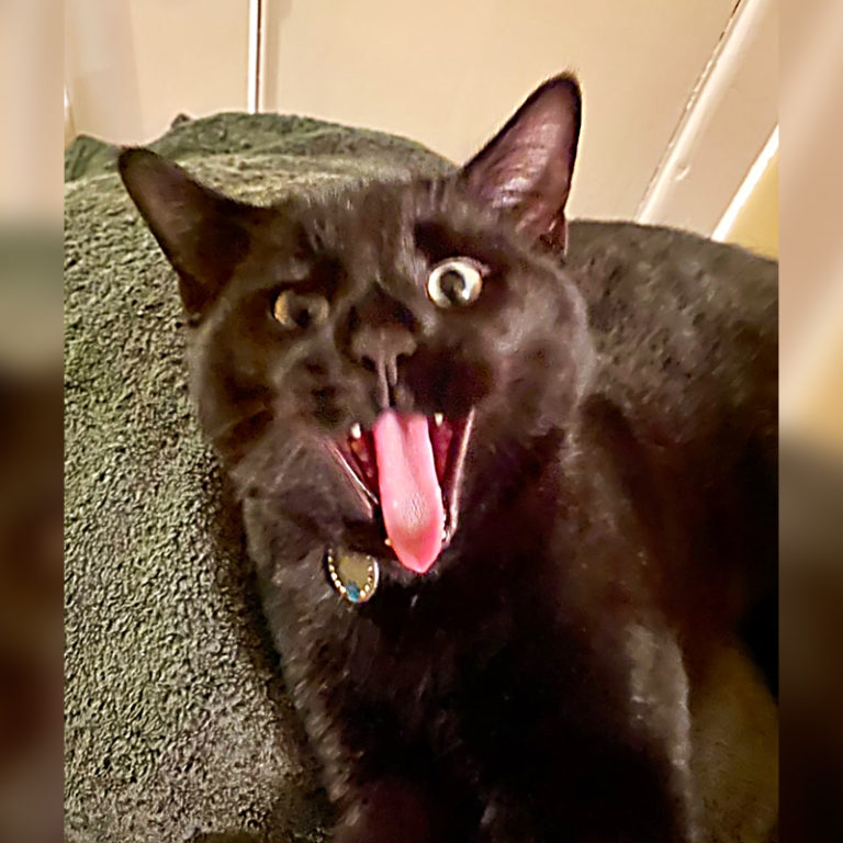 Mom Recognizes Missing Cat Barnaby While Hearing Meows Over Phone