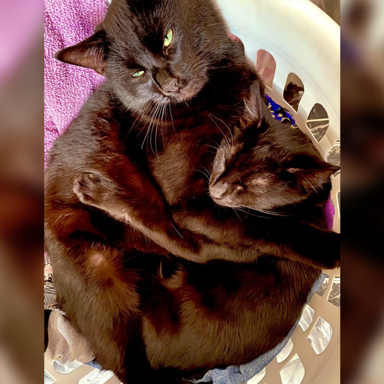 Mom Recognizes Missing Cat Barnaby While Hearing Meows Over Phone
