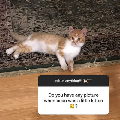 Beauty and the Bean: Thousands Love Waking Up with These Kitties Daily