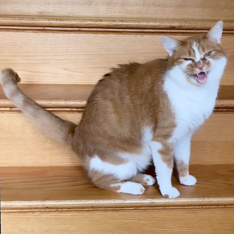 Beauty and the Bean: Thousands Love Waking Up with These Kitties Daily