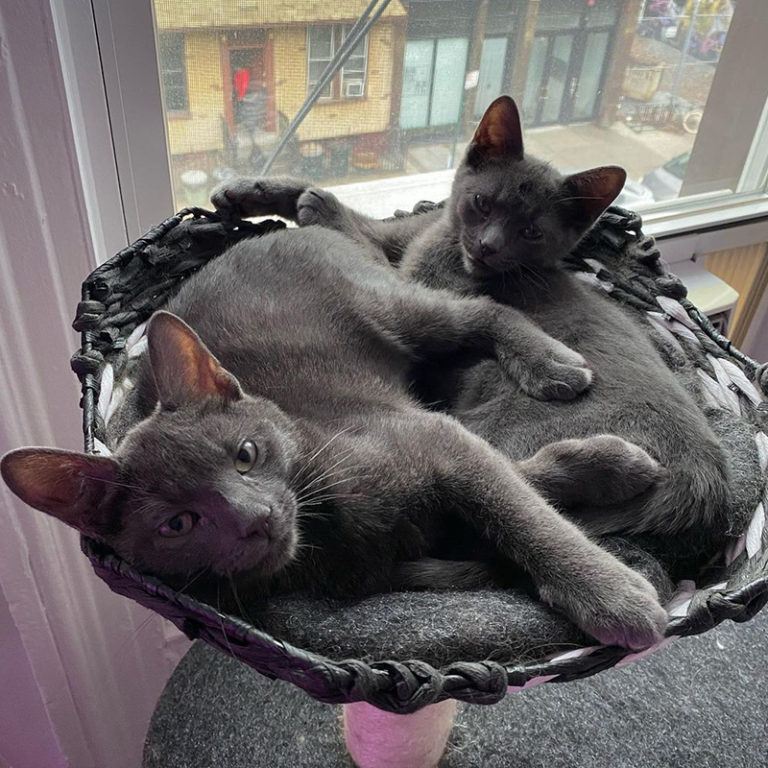 Breaking Mews: Kitten Named 'Brudder' Shows Cats Play Fetch Too