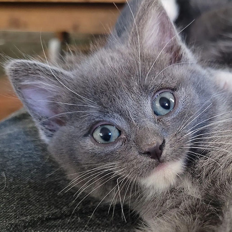 Bumble and Rumble, Adorable Brothers Reunited in Foster Care