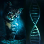 Research into Cat DNA Unlocks Clues to Help Cats and Humans