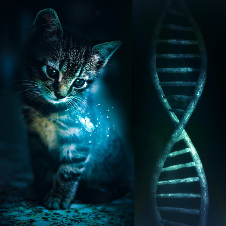 Research into Cat DNA Unlocks Clues to Help Cats and Humans