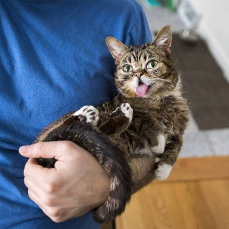 Research into Cat DNA Unlocks Clues to Help Cats and Humans