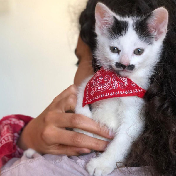Mostaccioli, the Green-Eyed 'Mustache Panther' Born in a Garden