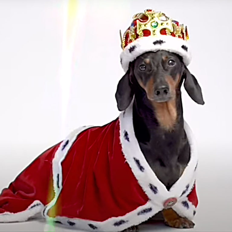 'That's My Dog' by DDm Celebrates Pet Adoptions, Dispels Stereotypes