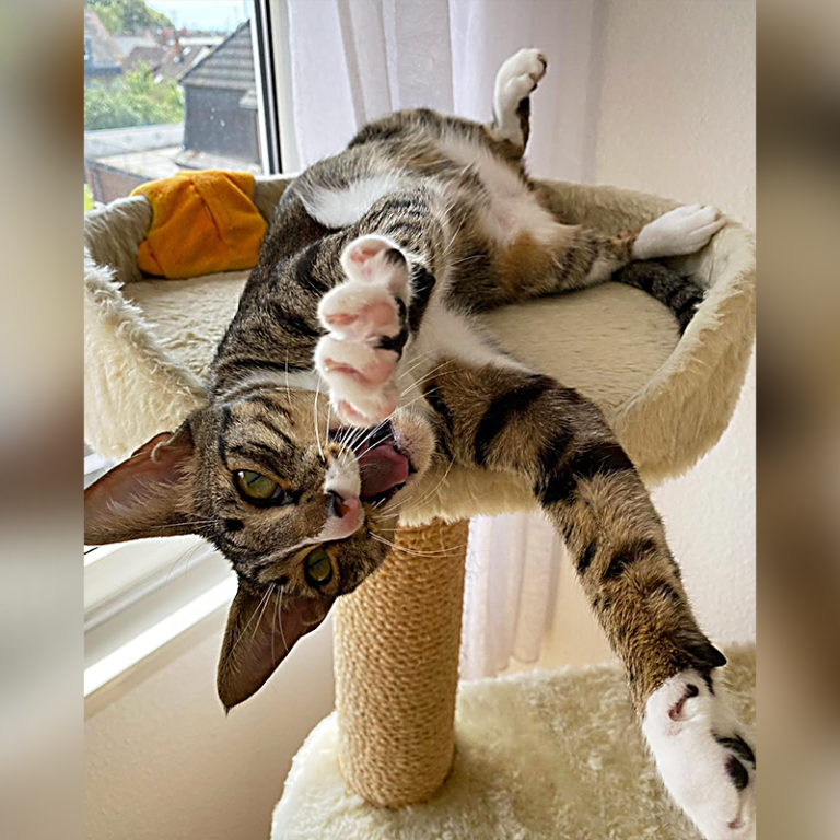 ‘Adorably Different’ Ethan Survives Mouth Injury and Finds a Loving Home