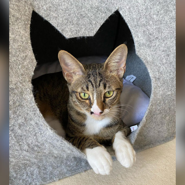 ‘Adorably Different’ Ethan Survives Mouth Injury and Finds a Loving Home