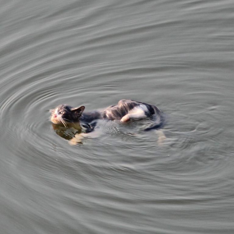 Firemen Launch Boat to Save Kitten Named 'Fishie' After Falling into River