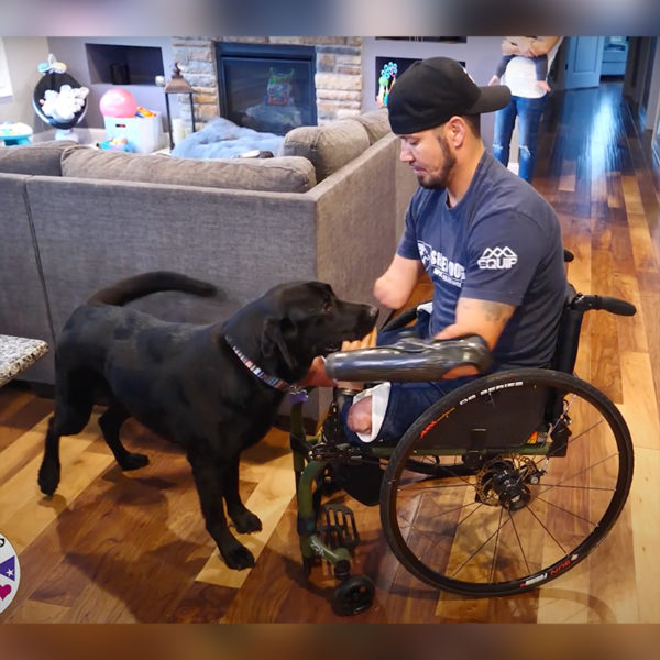 Hugo the Service Dog Arrives to Help Veteran Who Struggled for Years