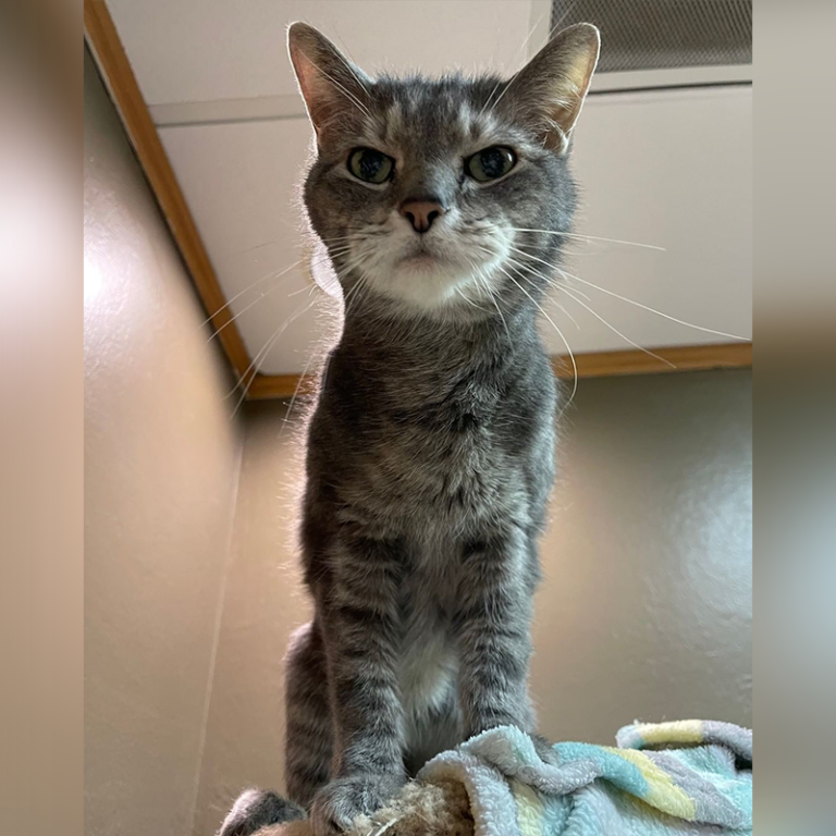 Johnny and Queenie, Two Older Cats Oozing with Purrsonality