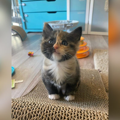 Seattle Kitten Rescuer Shares Adorable Top Kitten Photos of the Past Year