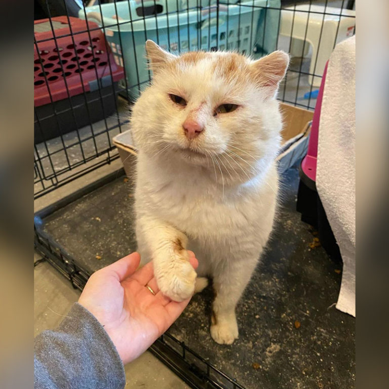 Seattle Kitten Rescuer Shares Adorable Top Kitten Photos of the Past Year