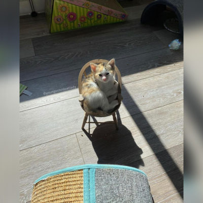 Seattle Kitten Rescuer Shares Adorable Top Kitten Photos of the Past Year