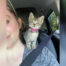 Seattle Kitten Rescuer Shares Adorable Top Kitten Photos of the Past Year