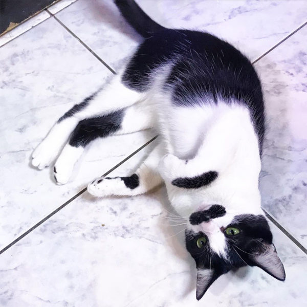 Mostaccioli, the Green-Eyed 'Mustache Panther' Born in a Garden