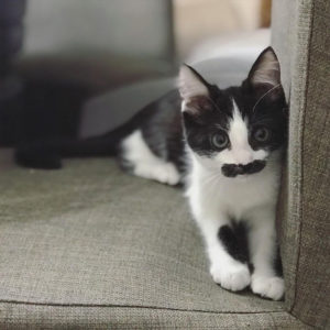 Mostaccioli, the Green-Eyed 'Mustache Panther' Born in a Garden