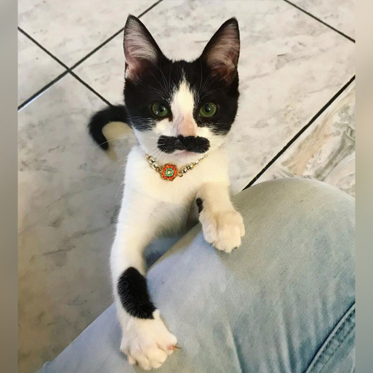 Mostaccioli, the Green-Eyed 'Mustache Panther' Born in a Garden