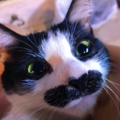 Mostaccioli, the Green-Eyed 'Mustache Panther' Born in a Garden