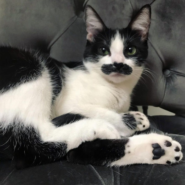 Mostaccioli, the Green-Eyed 'Mustache Panther' Born in a Garden