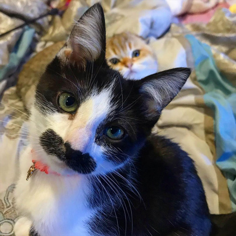 Mostaccioli, the Green-Eyed 'Mustache Panther' Born in a Garden