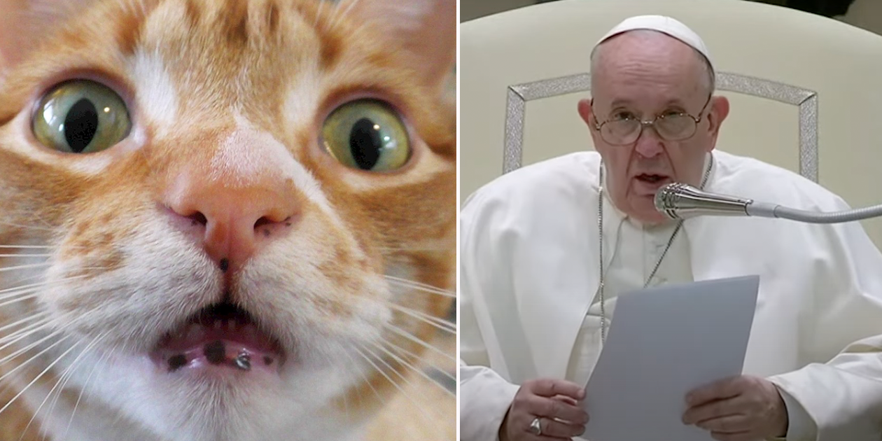 Cats React After the Pope Suggests Pet Parents Without Kids are Selfish