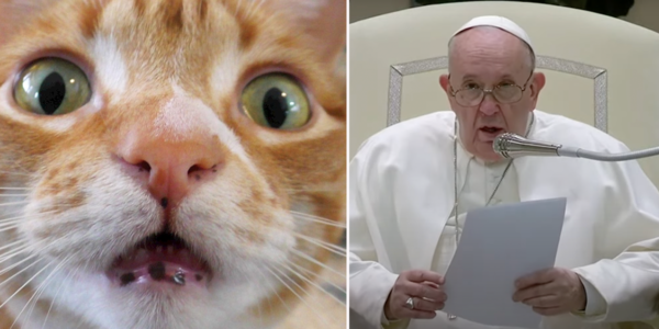 Cats React After the Pope Suggests Pet Parents Without Kids are Selfish
