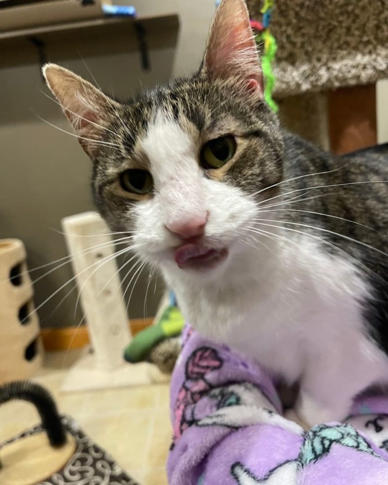 Johnny and Queenie, Two Older Cats Oozing with Purrsonality