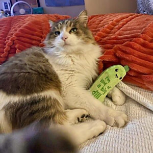 Thumper Reunited with Family After Being Seen on Cam with Creature