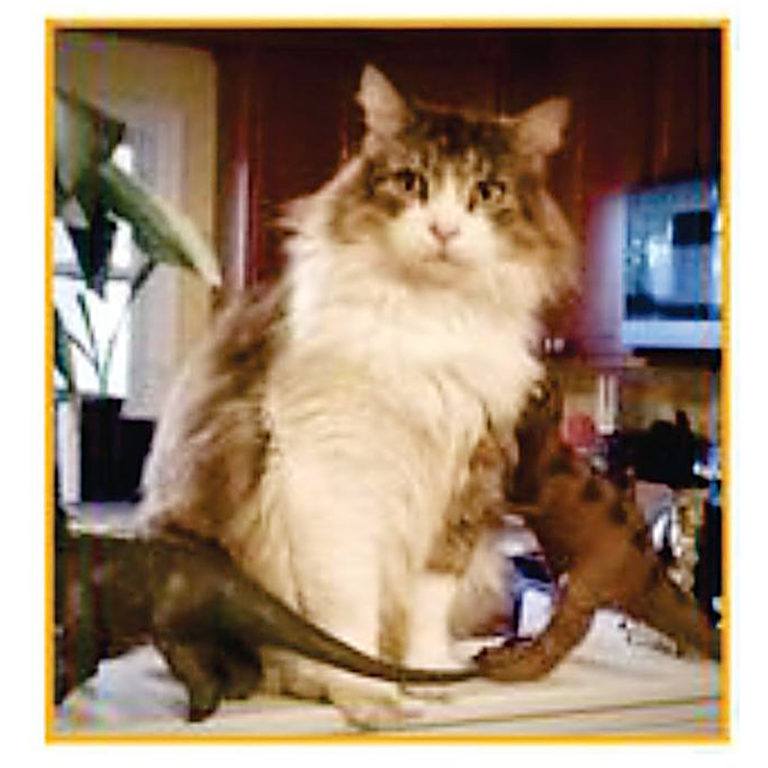 Thumper Reunited with Family After Being Seen on Cam with Creature