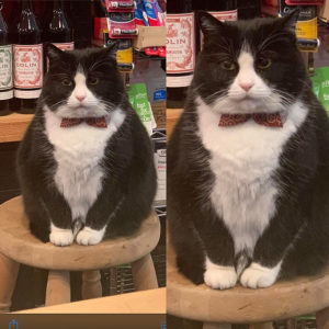Shop Cat Tosca Becomes a Full-Blown Internet Sensation in Red Bow Tie