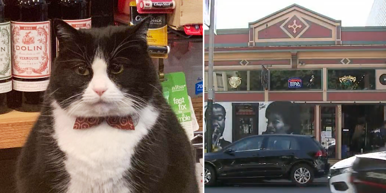 Shop Cat Tosca Becomes a Full-Blown Internet Sensation in Red Bow Tie