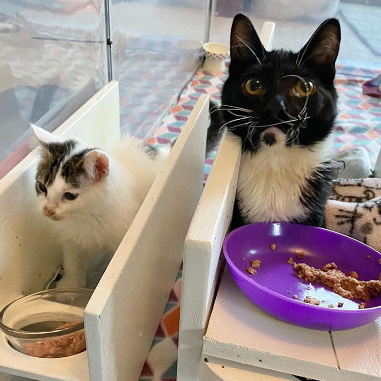 Whirlwind Natalie the Wobbly Kitty Whirls, Twirls, and Tumbles Into Hearts