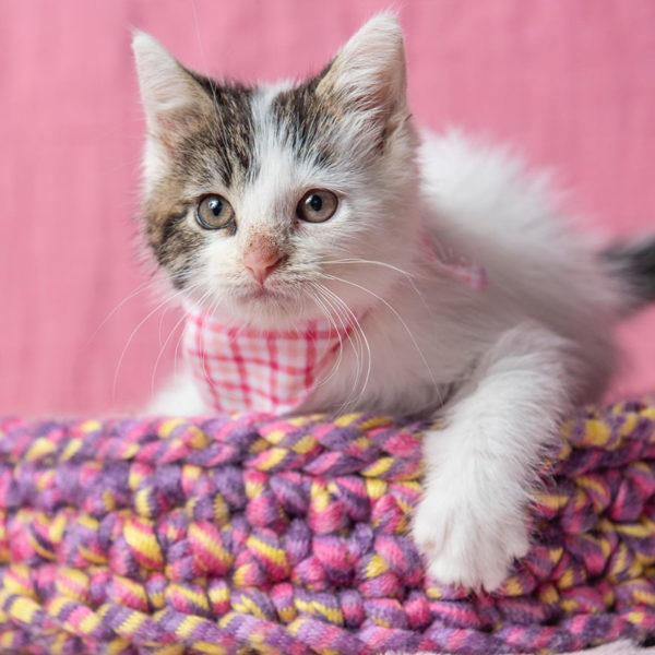 Whirlwind Natalie the Wobbly Kitty Whirls, Twirls, and Tumbles Into Hearts