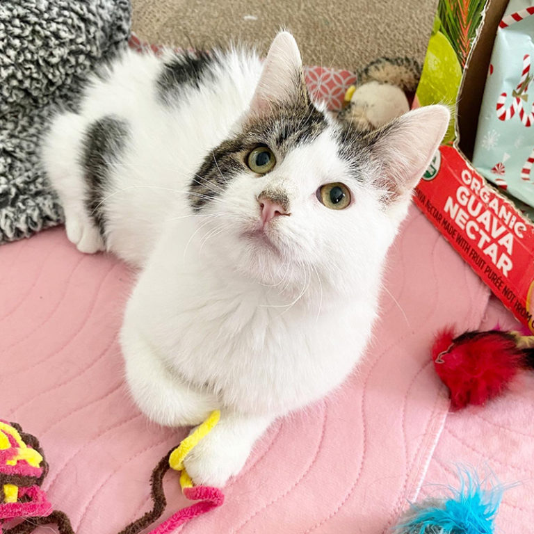 Whirlwind Natalie the Wobbly Kitty Whirls, Twirls, and Tumbles Into Hearts