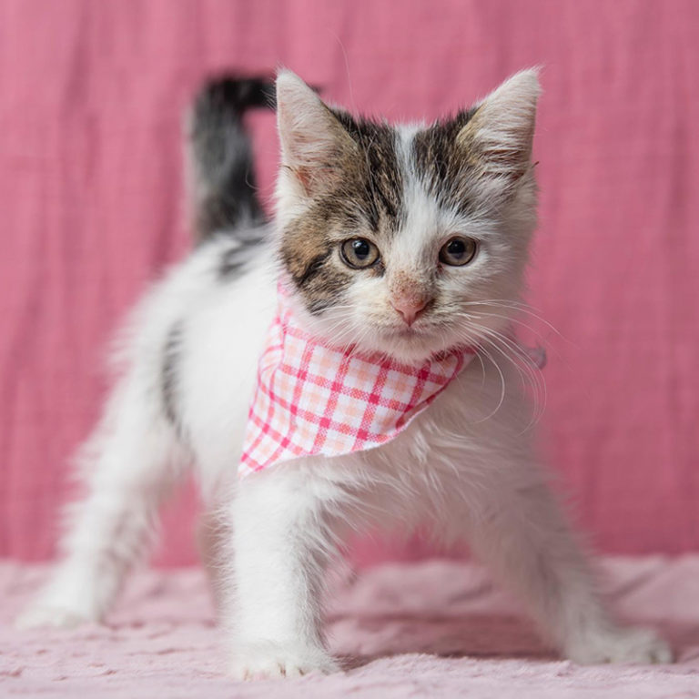 Whirlwind Natalie the Wobbly Kitty Whirls, Twirls, and Tumbles Into Hearts