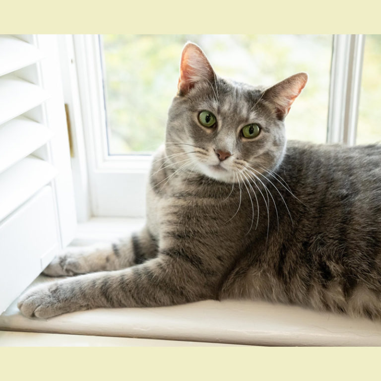 First Kitty Willow Makes Her Cute Debut At The White House