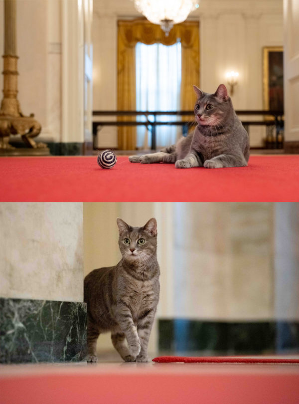 First Kitty Willow Makes Her Cute Debut At The White House