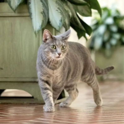 First Kitty Willow Makes Her Cute Debut At The White House