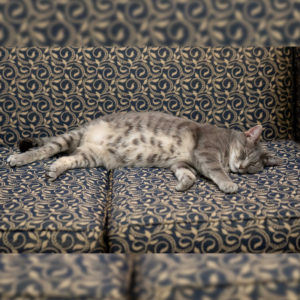 First Kitty Willow Makes Her Cute Debut At The White House