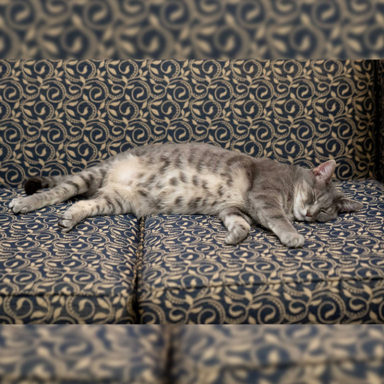 First Kitty Willow Makes Her Cute Debut At The White House