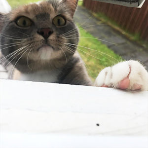 The Yule Cat: A Ravenous Giant Who Peeks in Your Window After Dec 25