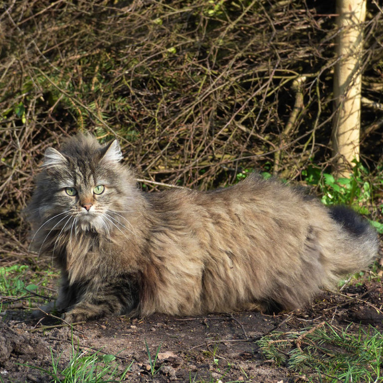 The Yule Cat: A Ravenous Giant Who Peeks in Your Window After Dec 25