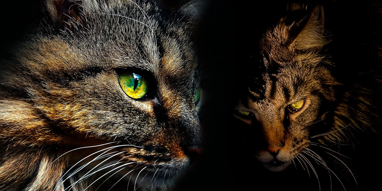 The Yule Cat: A Ravenous Giant Who Peeks in Your Window After Dec 25
