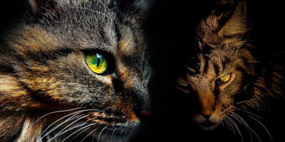 The Yule Cat: A Ravenous Giant Who Peeks in Your Window After Dec 25