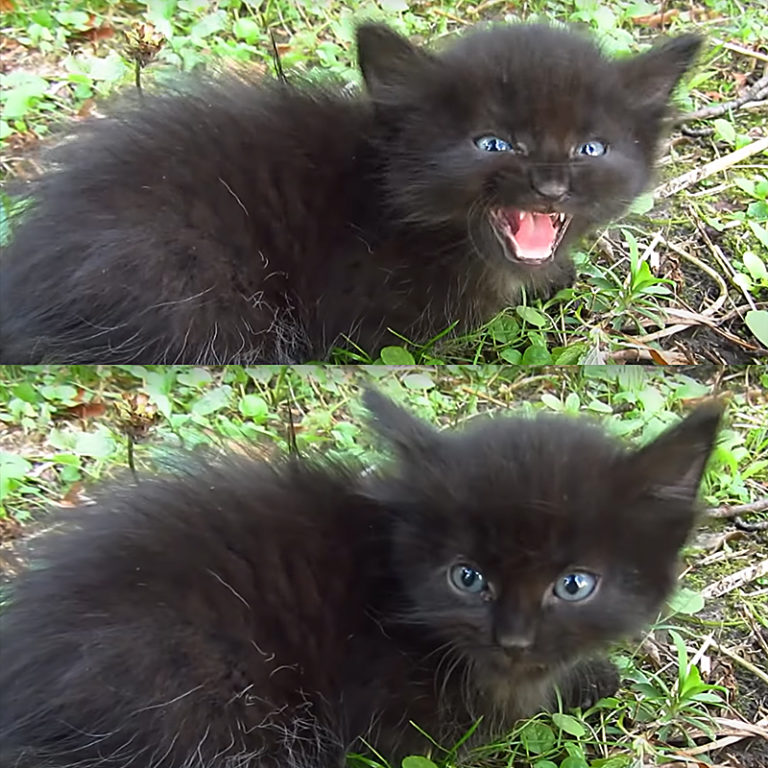 Baby Black Kitten Mews in Distress and Melts Hearts Everywhere